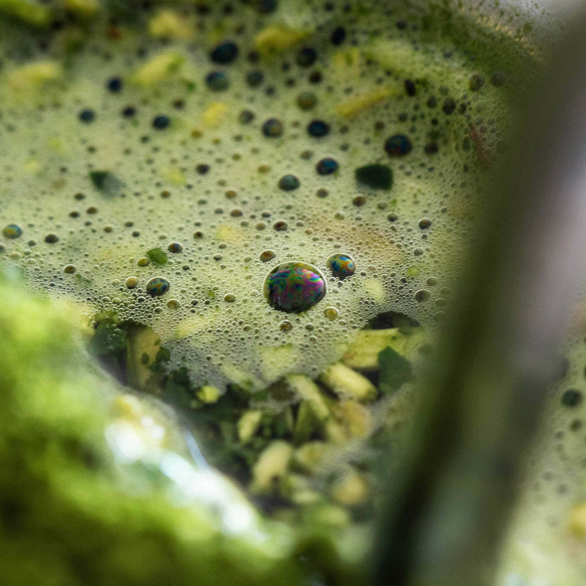 Mate Nativo Organic Erva Mate Tea 500g – Circle of Drink